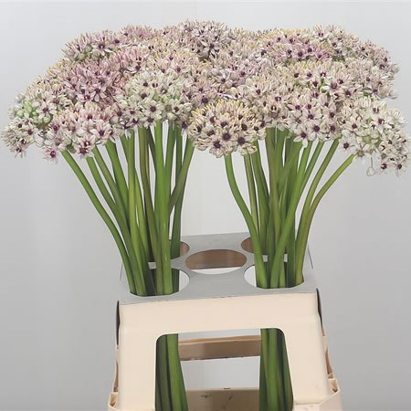 Allium Silverspring 65cm | Wholesale Dutch Flowers & Florist Supplies UK