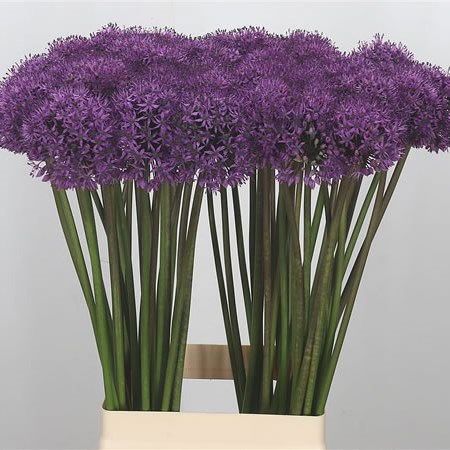 Allium Stratos 75cm | Wholesale Dutch Flowers & Florist Supplies UK