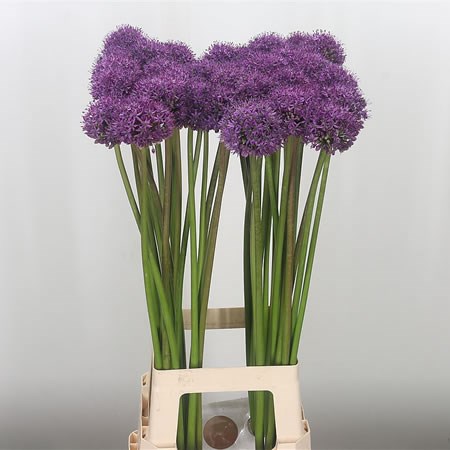 Allium Stratos 85cm | Wholesale Dutch Flowers & Florist Supplies UK