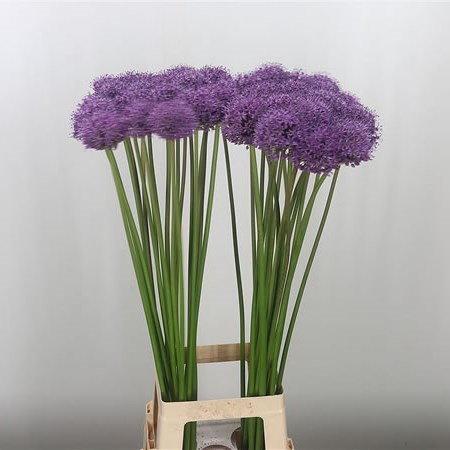 Allium Stratos 90cm | Wholesale Dutch Flowers & Florist Supplies UK