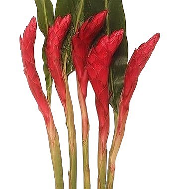 Alpinia Pururata Red 90cm | Wholesale Dutch Flowers & Florist Supplies UK