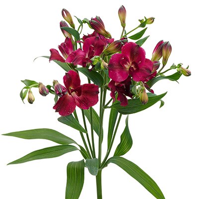 Alstroemeria Charmelia Purplex 75cm | Wholesale Dutch Flowers & Florist ...