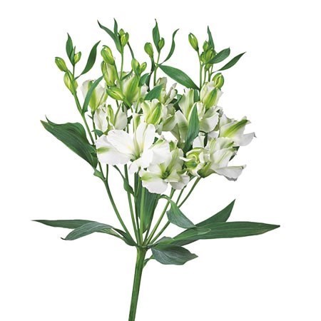 Alstroemeria Charmelia White 70cm | Wholesale Dutch Flowers & Florist ...