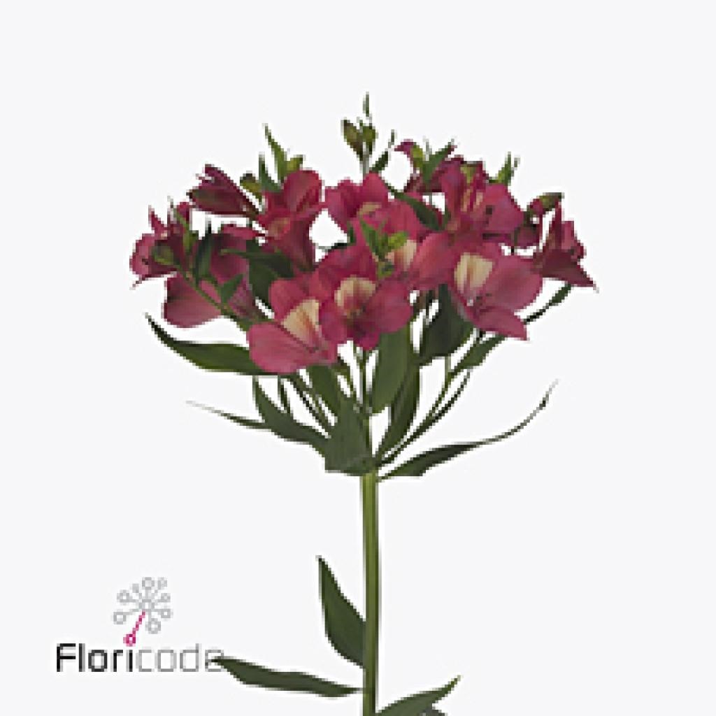 Alstroemeria Intenz Pink 80cm | Wholesale Dutch Flowers & Florist ...