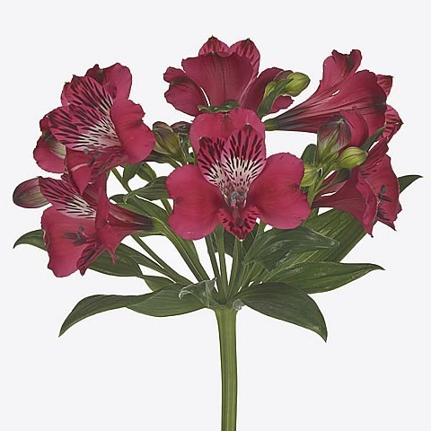 Alstroemeria Lucia 75cm | Wholesale Dutch Flowers & Florist Supplies UK