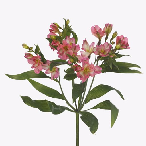 Alstroemeria Pink Paradiso 75cm | Wholesale Dutch Flowers & Florist ...