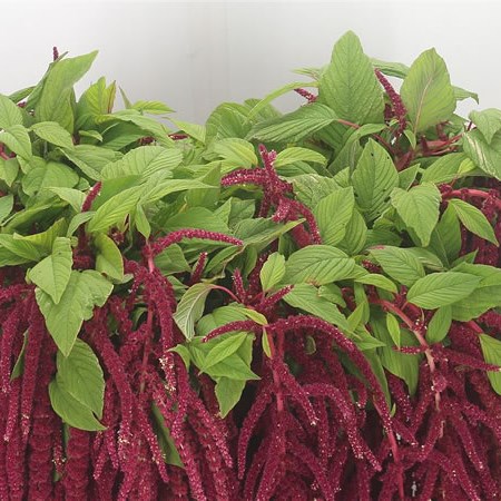Amaranthus Hanging Red (Fine) 80cm | Wholesale Dutch Flowers & Florist ...