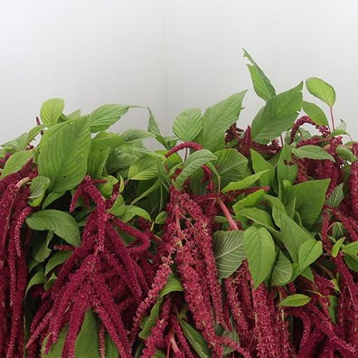 Amaranthus Hanging Red (Fine) 85cm | Wholesale Dutch Flowers & Florist ...