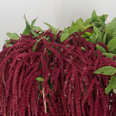 Amaranthus Hanging Red (Fine) 90cm | Wholesale Dutch Flowers & Florist ...