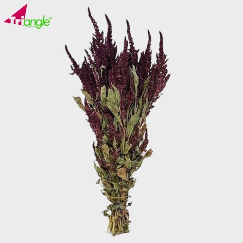 Amaranthus Red Dried | Wholesale Dried Flowers UK