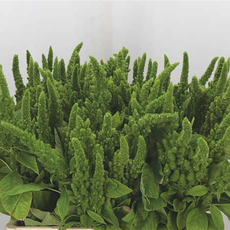 Amaranthus Upright Green 60cm | Wholesale Dutch Flowers & Florist ...