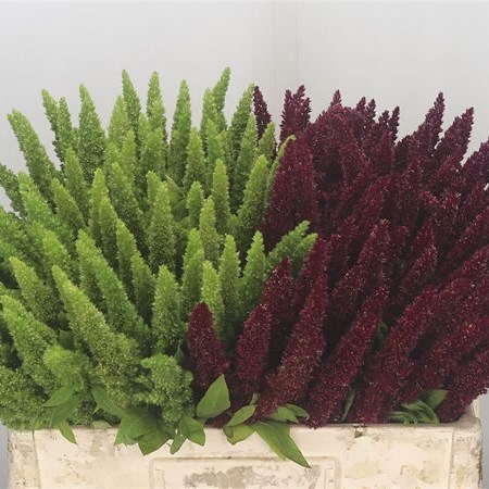 Amaranthus Upright Mix (Green & Red) 60cm | Wholesale Dutch Flowers ...