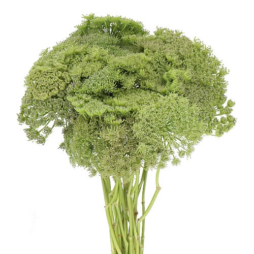 Ammi Majus Green Mist 75cm | Wholesale Dutch Flowers & Florist Supplies UK