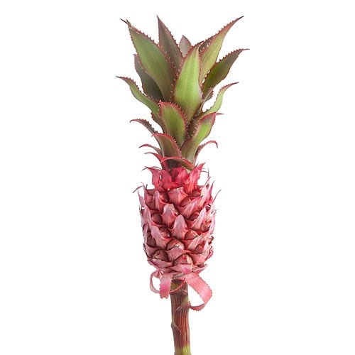 Ananas Medium (Pineapple Flowers) 55cm | Wholesale Dutch Flowers ...