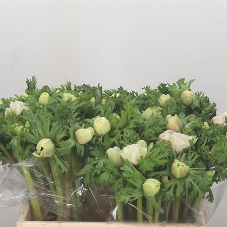 Anemone Marianne Panda 32cm | Wholesale Dutch Flowers & Florist Supplies UK