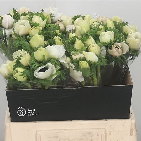 Anemone Marianne Panda 38cm | Wholesale Dutch Flowers & Florist Supplies UK