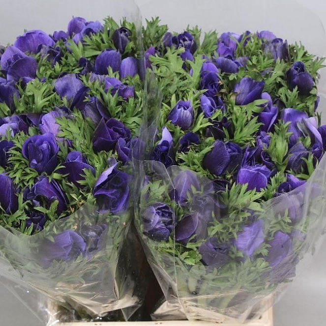 Anemone Mistral + Blue 30cm | Wholesale Dutch Flowers & Florist Supplies UK