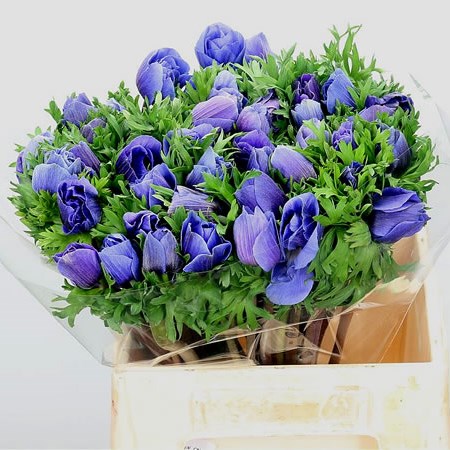Anemone Mistral + Blue 40cm | Wholesale Dutch Flowers & Florist Supplies UK