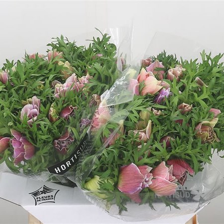 Anemone Mistral Rarity 35cm | Wholesale Dutch Flowers & Florist Supplies UK