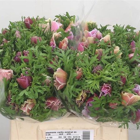 Anemone Mistral Rarity (Extra) 40cm | Wholesale Dutch Flowers & Florist ...