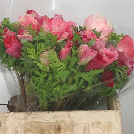 Anemone Mistral + Shocking 38cm | Wholesale Dutch Flowers & Florist ...