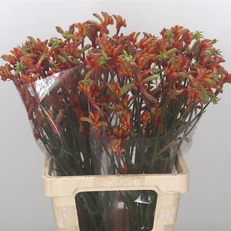 Anigozanthos Rampaging Roy Slaven 70cm | Wholesale Dutch Flowers ...