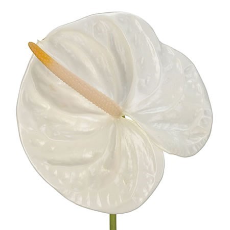 Anthurium Acropolis x 16 11cm | Wholesale Dutch Flowers & Florist ...