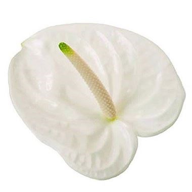 Anthurium Adina x 12 | Wholesale Dutch Flowers & Florist Supplies UK