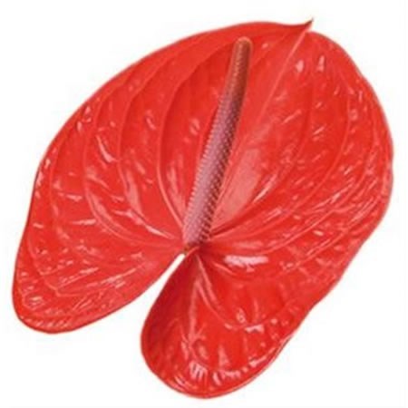 Anthurium Avo Summer x 16 | Wholesale Dutch Flowers & Florist Supplies UK