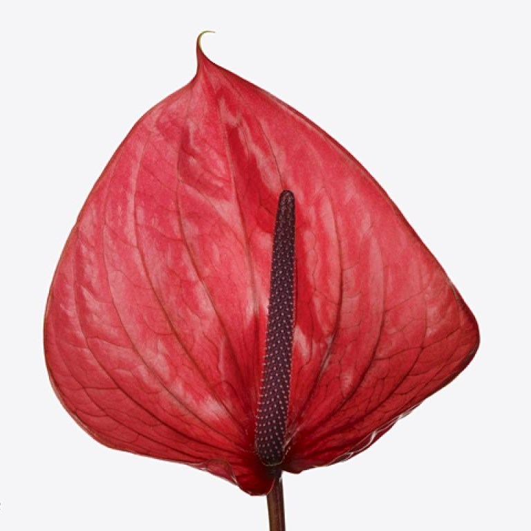 Anthurium Cantello x 12 stems | Wholesale Dutch Flowers & Florist ...