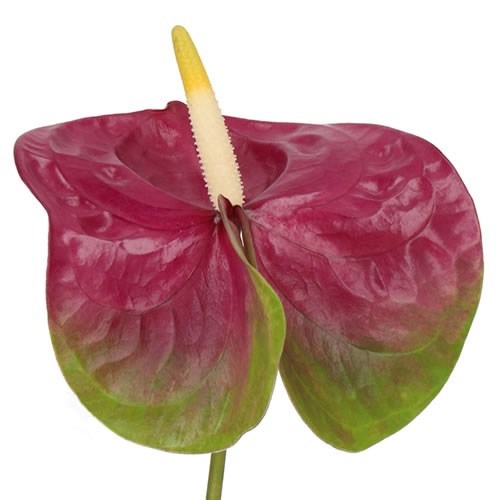 Anthurium Jumbo x 10 | Wholesale Dutch Flowers & Florist Supplies UK