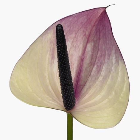 Anthurium Maxima Violeta 50cm | Wholesale Dutch Flowers & Florist ...