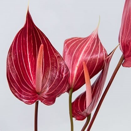 Anthurium Safari x 12 stems | Wholesale Dutch Flowers & Florist Supplies UK