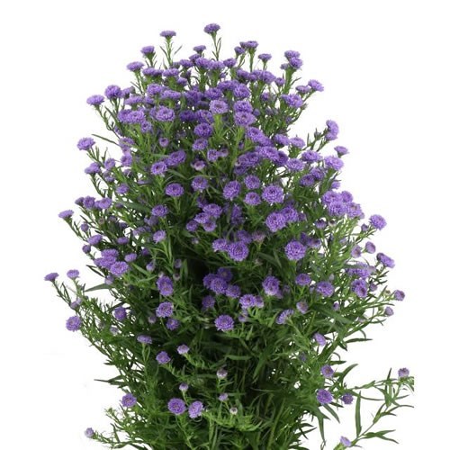Aster Astee Parade 60cm | Wholesale Dutch Flowers & Florist Supplies UK