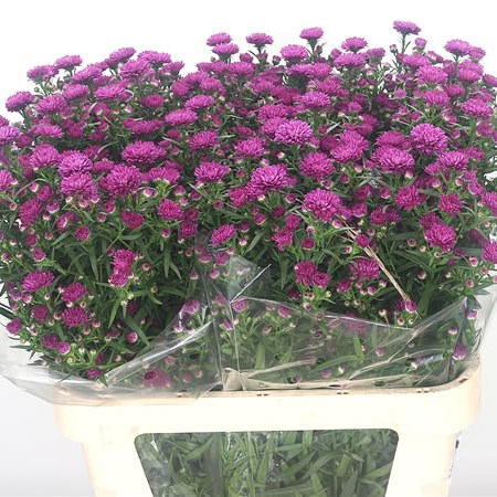 Aster Flash 85cm | Wholesale Dutch Flowers & Florist Supplies UK