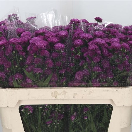 Aster Flash Red 70cm | Wholesale Dutch Flowers & Florist Supplies UK