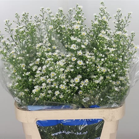 Aster Monte Cassino 80cm | Wholesale Dutch Flowers & Florist Supplies UK