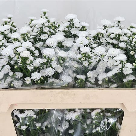 Aster Pretty Wendy 70cm | Wholesale Dutch Flowers & Florist Supplies UK