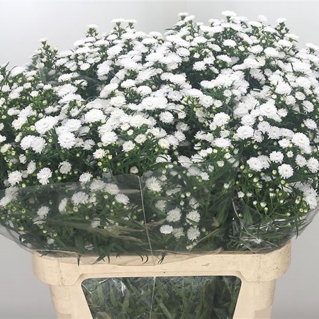Aster Pretty Wendy 85cm | Wholesale Dutch Flowers & Florist Supplies UK