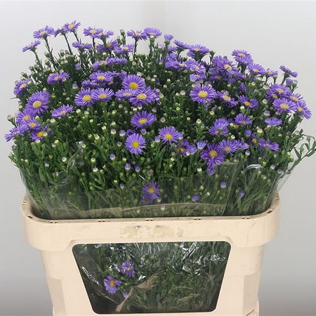 Aster Purple Monarch 80cm | Wholesale Dutch Flowers & Florist Supplies UK