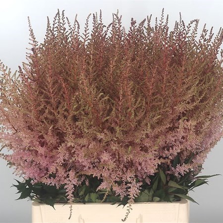 Astilbe Erika (Extra) 80cm | Wholesale Dutch Flowers & Florist Supplies UK