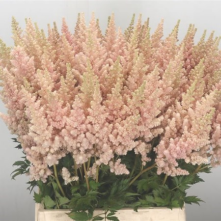 Astilbe Vision Inferno (Extra) 60cm | Wholesale Dutch Flowers & Florist ...