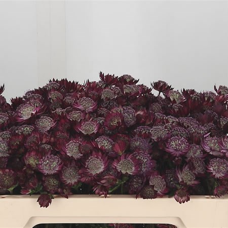 Astrantia Ruby Wedding 50cm | Wholesale Dutch Flowers & Florist Supplies UK