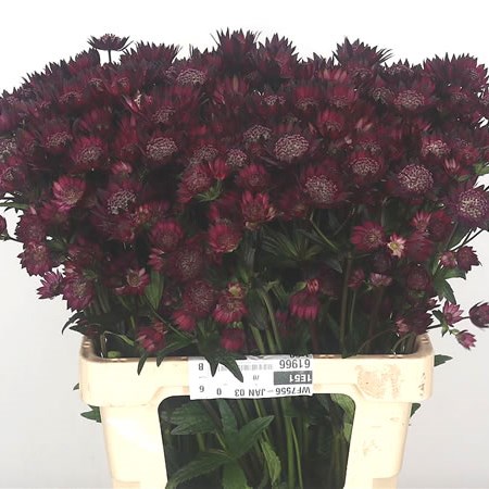 Astrantia Ruby Wedding 60cm | Wholesale Dutch Flowers & Florist Supplies UK