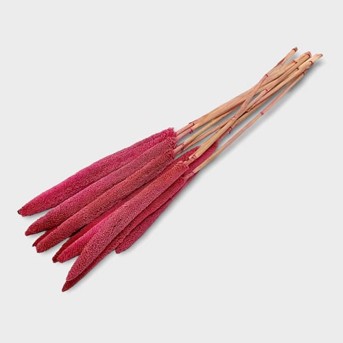 BABALA PINK (DRIED) 65cm | Wholesale Dried Flowers UK | Preserved Flowers