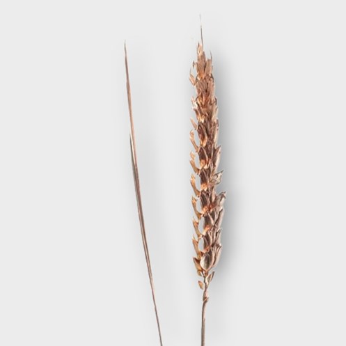 BARLEY DYED COPPER (DRIED) 55cm | Wholesale Dried Flowers UK ...