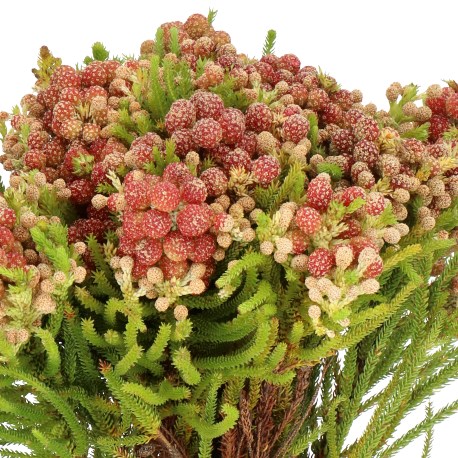 BERZELIA STRAWBERRY 40cm | Wholesale Dutch Flowers & Florist Supplies UK