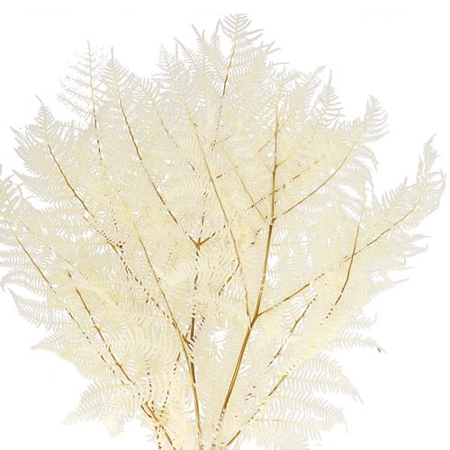 BRACKEN FERN PRESERVED BLEACHED 55cm | Wholesale Dried Flowers UK ...