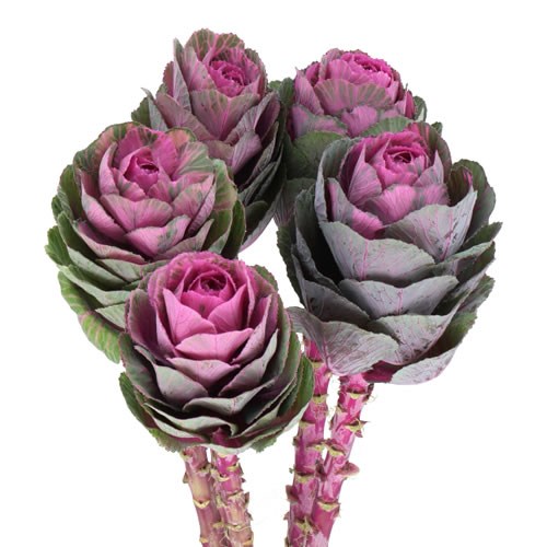 BRASSICA CONDOR RED 70cm | Wholesale Dutch Flowers & Florist Supplies UK