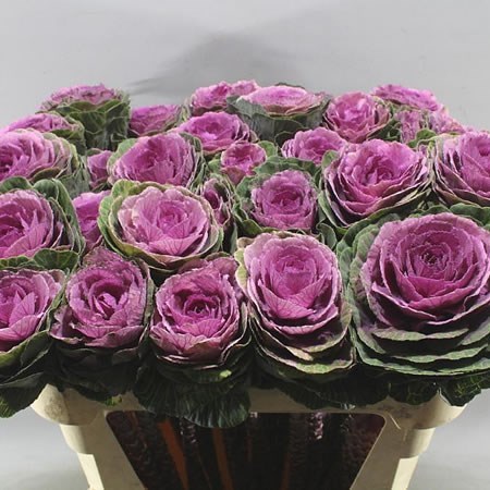 BRASSICA RED CRANE 60cm | Wholesale Dutch Flowers & Florist Supplies UK